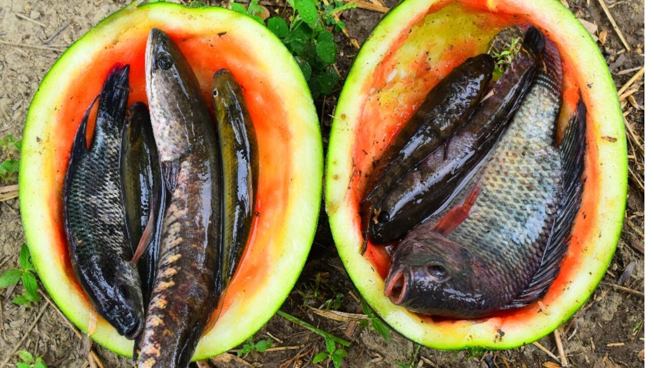 Boy Catching Fish Using Watermelon Fruit || Fish Trap - YouTube