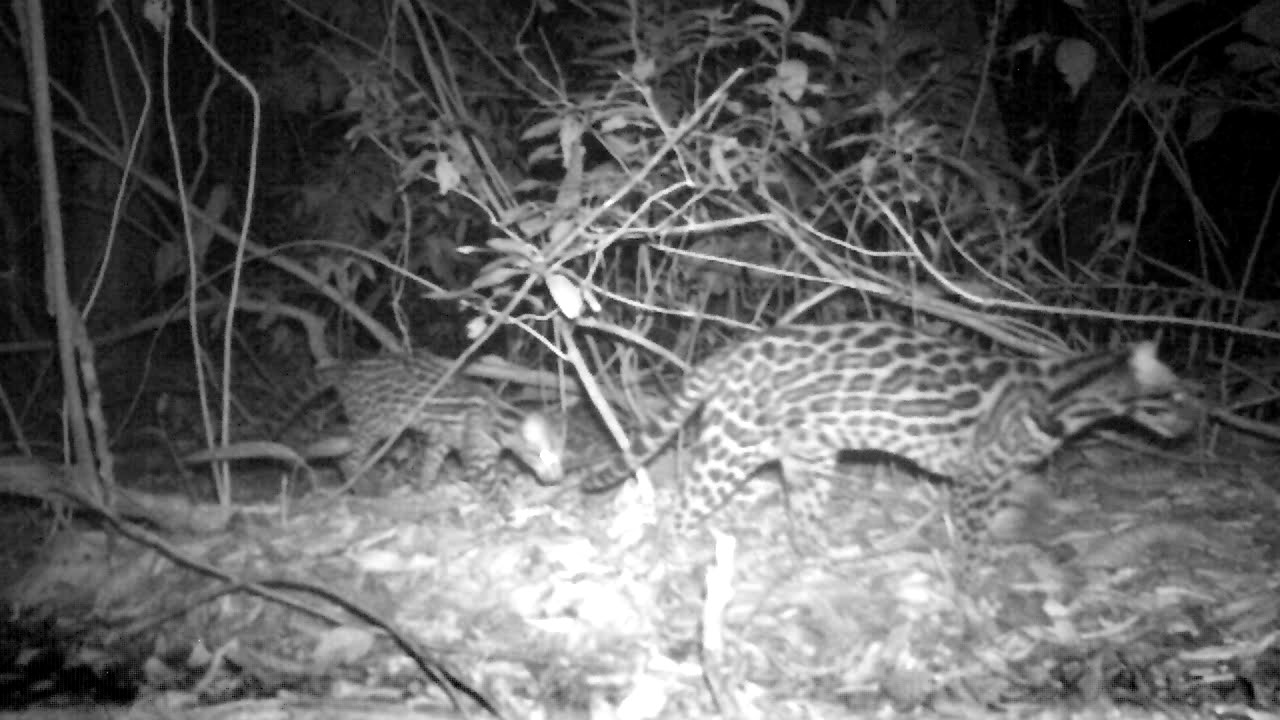 Ocelot and kitten, Darien, Panama - YouTube