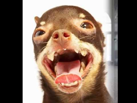 Crazy Dog Face - Crazy Dog Faces - YouTube
