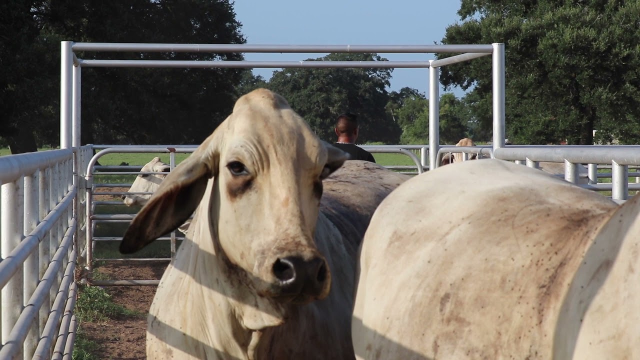 Brahman Cattle Working / Penning Demonstration by BRC - YouTube