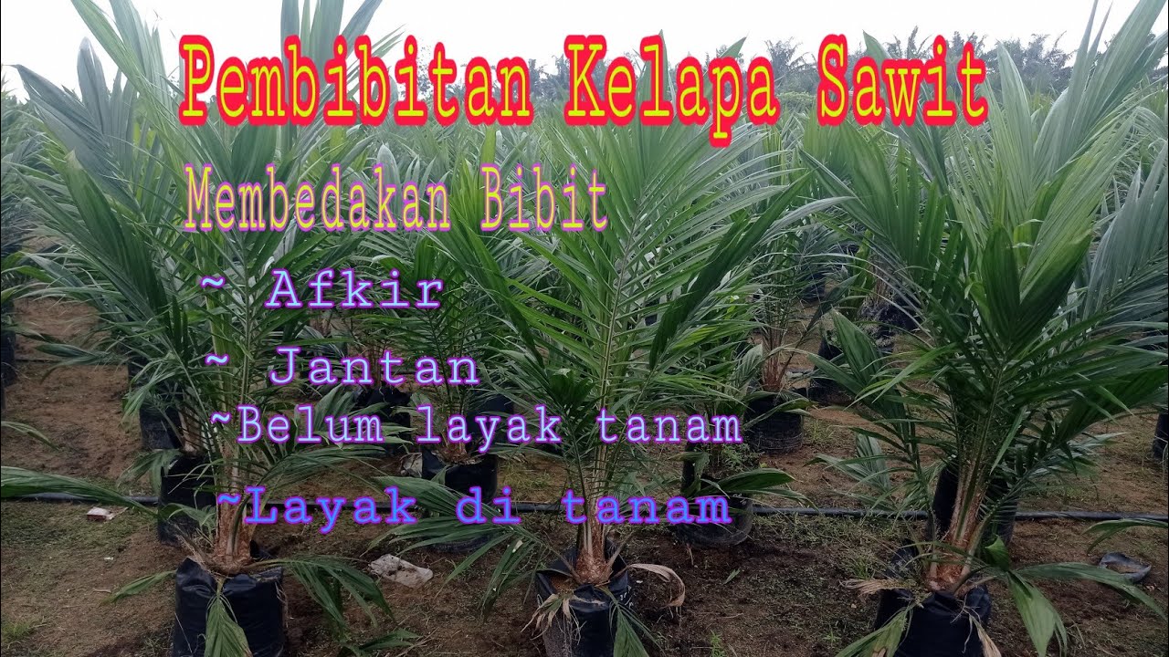 Cara Pembibitan Kelapa Sawit at Muriel Howard blog
