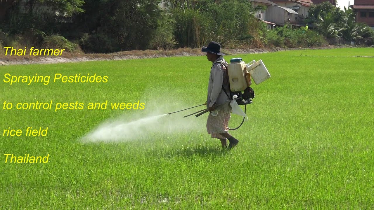 Thai farmer spraying Pesticides to control pests and weeds rice field ...