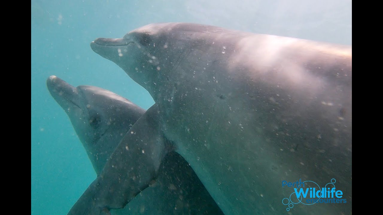 Swimming with wild dolphins; Rockingham, Western Australia - YouTube