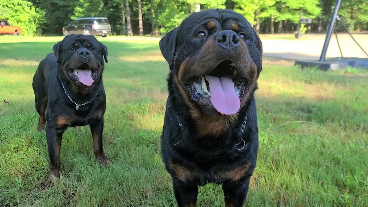A delicate balance of Rottweiler peace! - YouTube