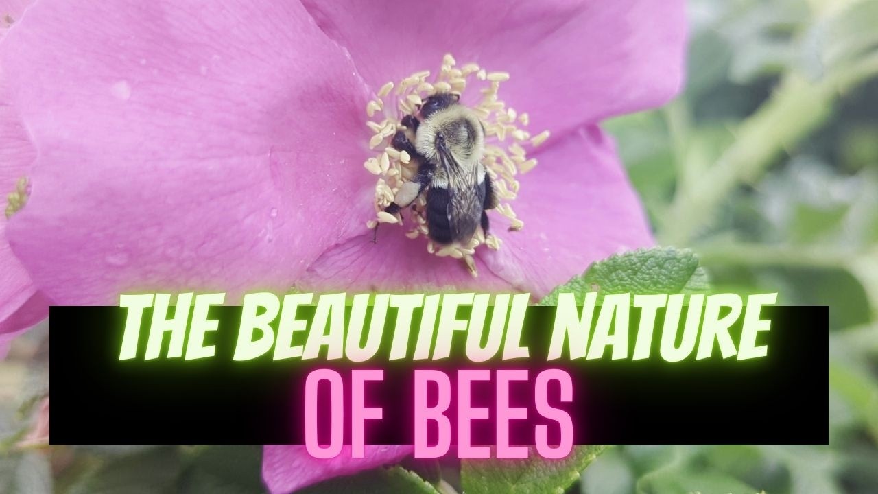 The Beautiful Nature of Bees: A Wonderful Moment - YouTube