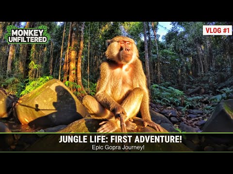 The First Ever Talking Baboon Vlog (HILARIOUS) 😂#funnyanimals #baboon #monkeyvlog #wildlife #vlogs 