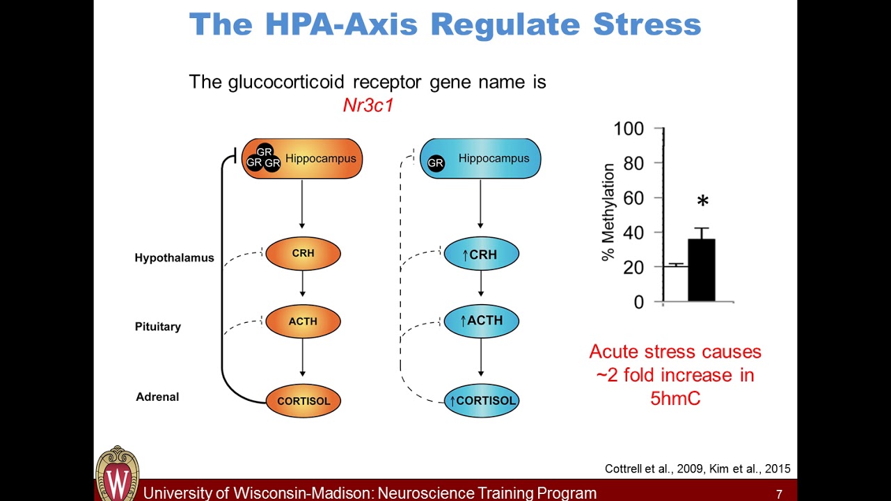 Performing ChIP Using Low Amounts of Frozen Mouse Brain Tissue - An ...