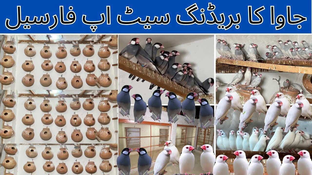White Java|silver Java|Grey Java& parrot breeding farm in multan pakistan - YouTube