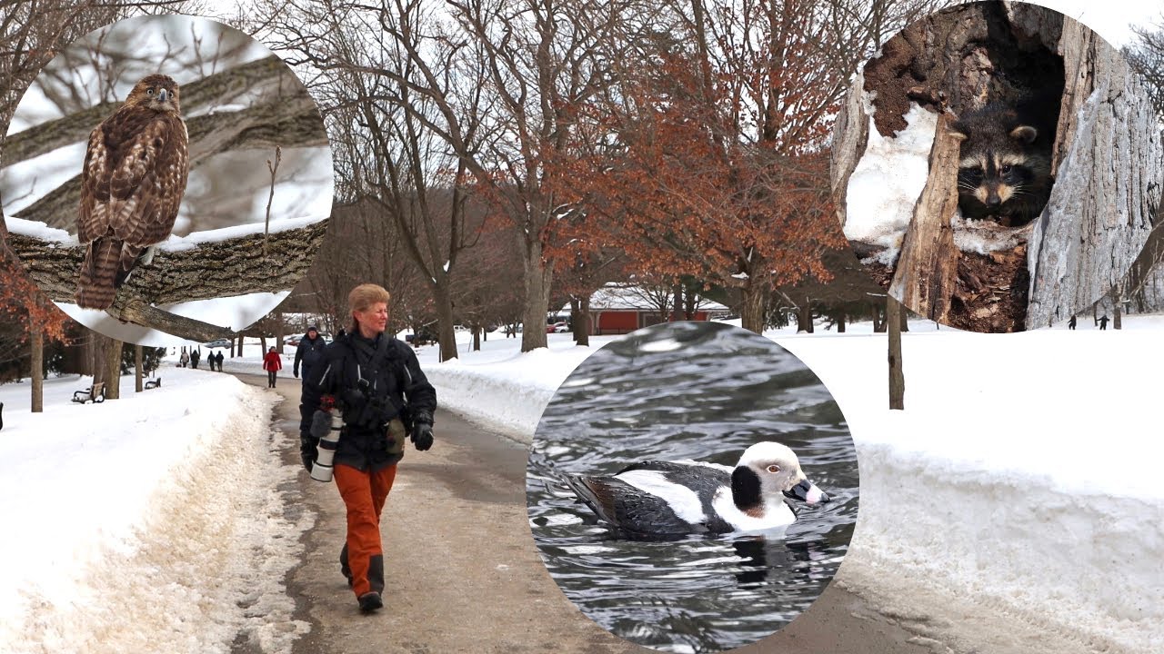 Unbelievable Wildlife Sightings in Springbank Park - An Urban Park in ...