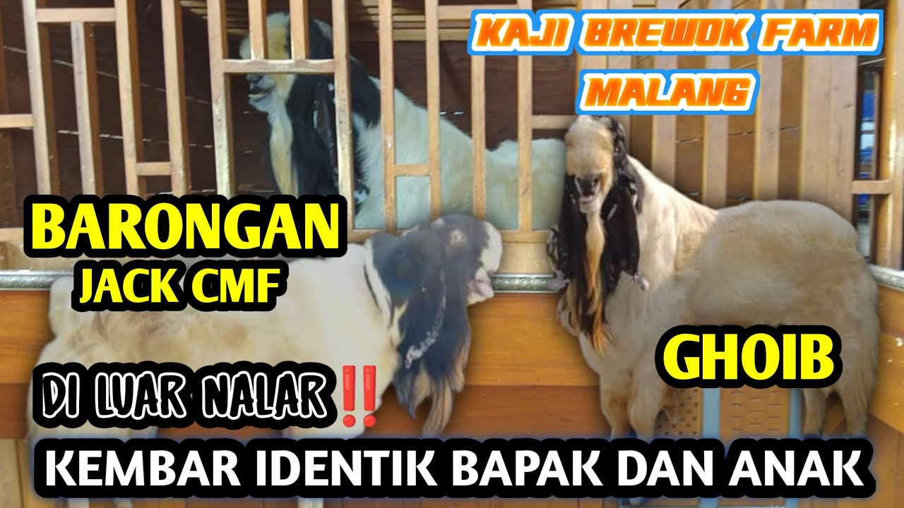 JELMAAN BARONGAN (JACK CMF) 😮 ADA DI KANDANG KAJI BREWOK FARM MALANG ...