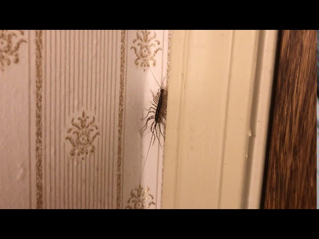 Scolopendra Gigantea Eating Bat