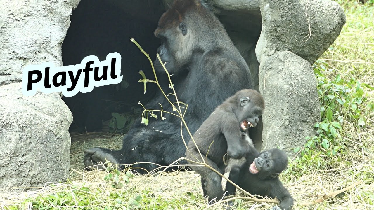 Little gorillas Jabali and Ringo's playful morning. / 小金剛猩猩兄弟開心玩耍的早晨 - YouTube