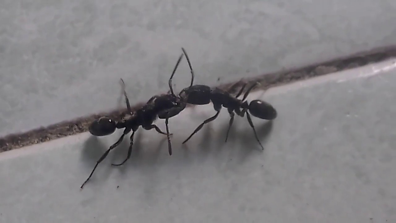 Pertarungan Dua Semut Hitam / adu kekuatan - YouTube