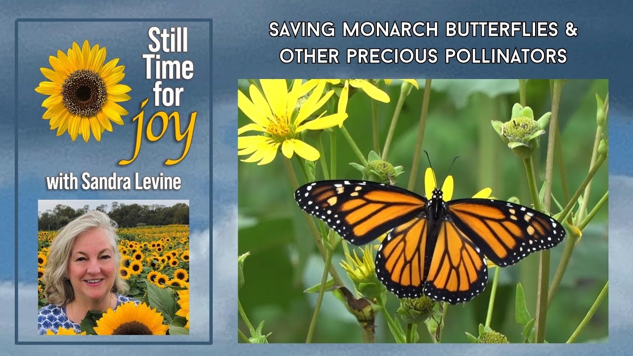 Butterfly Tent Event Inspires Visitors to Help Imperiled Monarch ...