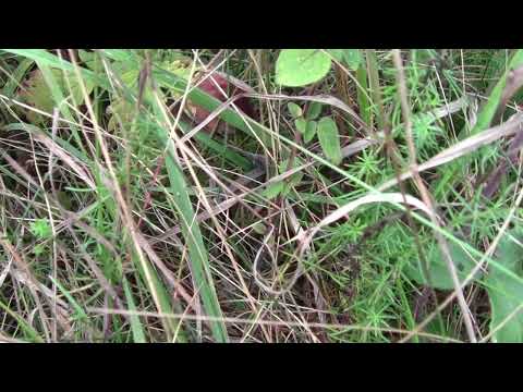 A small baby Common Lizard with part of its tail missing!