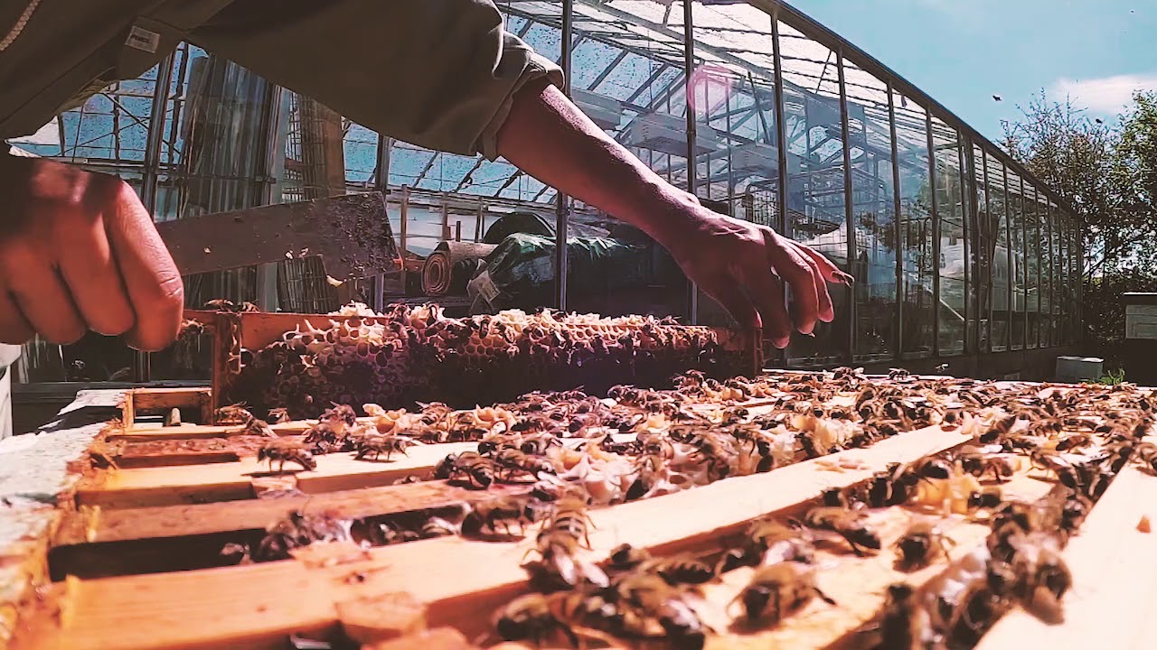 Beekeeping film 10 - YouTube