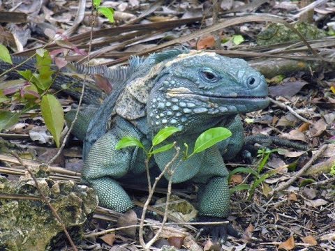 Cayman Islands - wildlife and heritage - YouTube