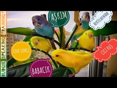Muhabbet Kuşu Konuşturma Eğitimi Nasıl Olmalıdır?