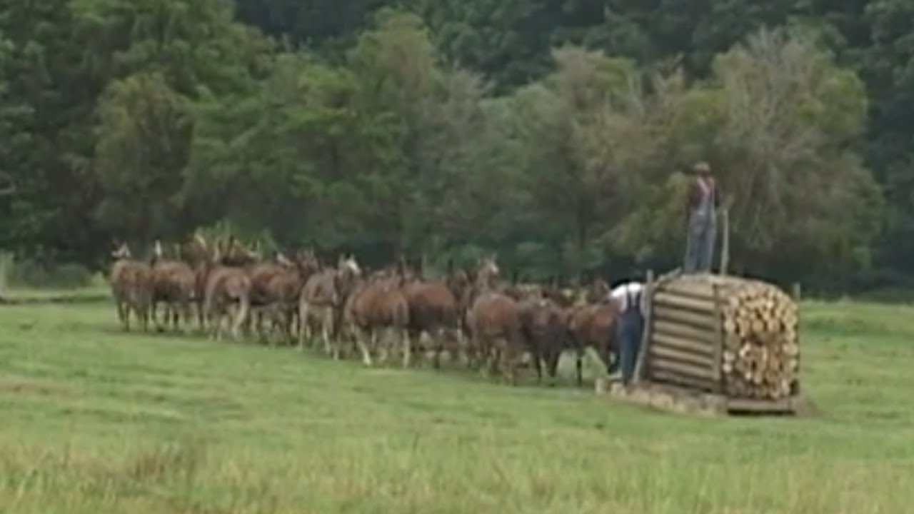Tennessee 20 Mule Team - Hauling Logs - YouTube