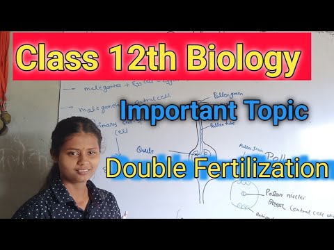 Double Fertilization Class 12th Biology | important questions biology ...
