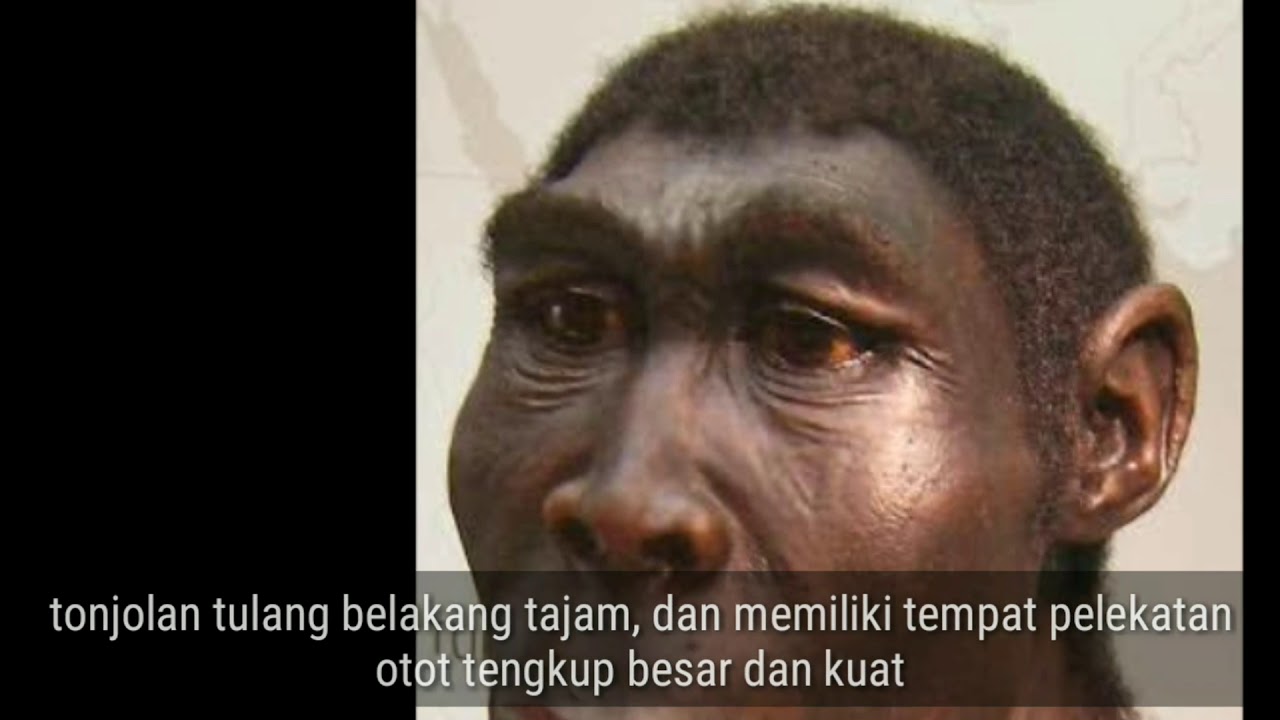 Meganthropus Paleojavanicus | X Ips 2 Smansater - YouTube