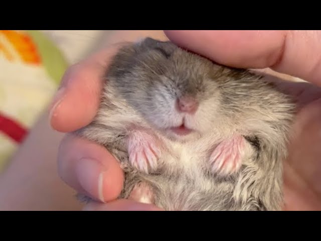 Roto Hamster