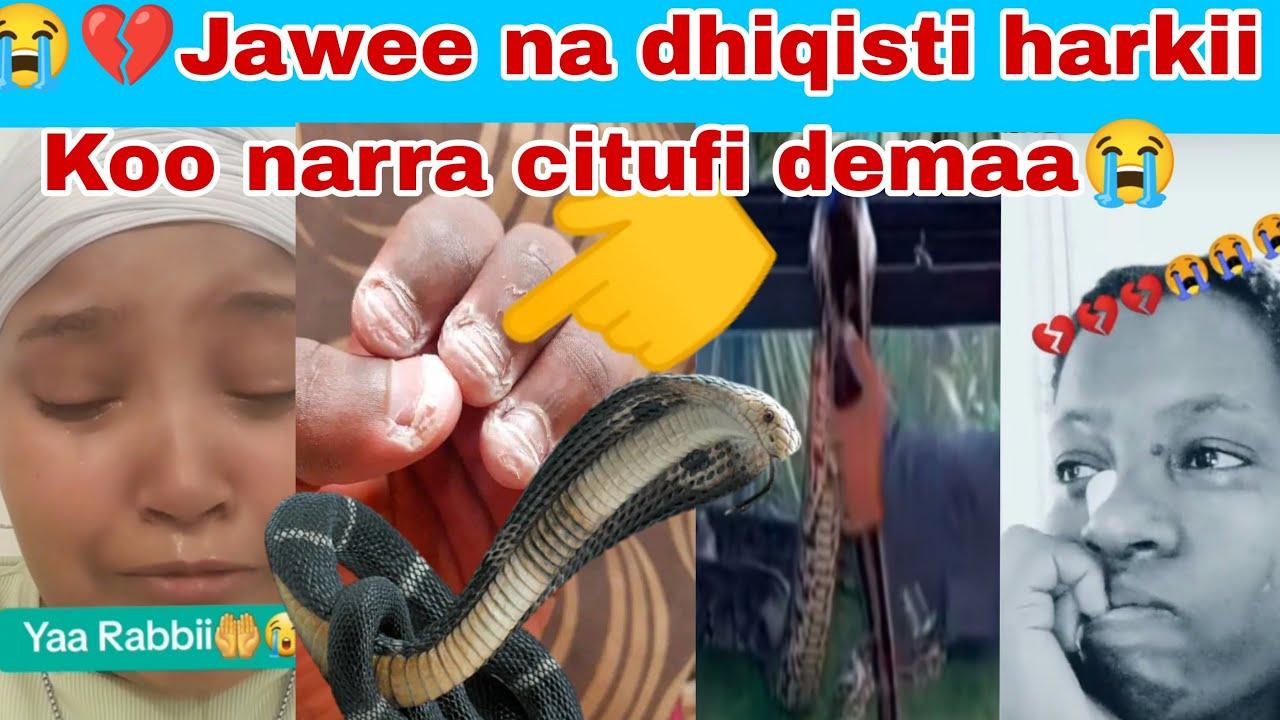 😭💔 Jawee na dhiqisti harkii Koo narra citufi demaa 😭 - YouTube