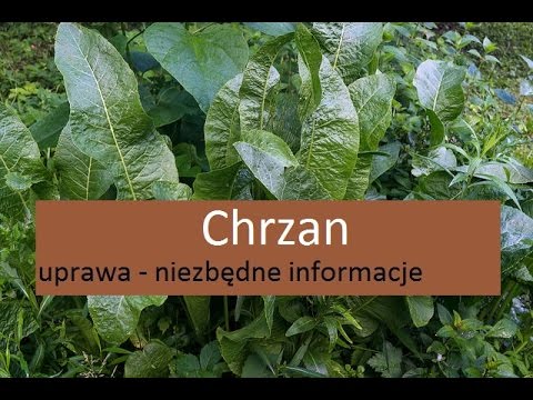 Chrzan - uprawa - YouTube