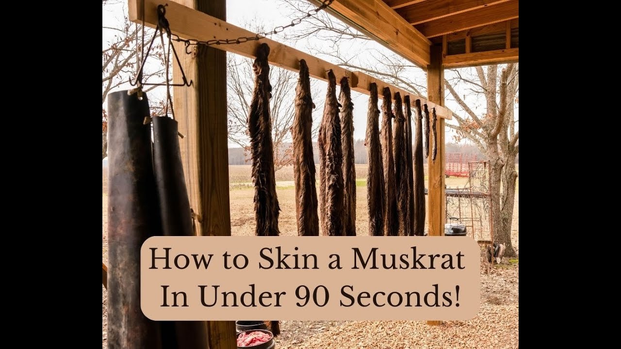 2023 How to Skin a Muskrat in under 90 Seconds! - YouTube