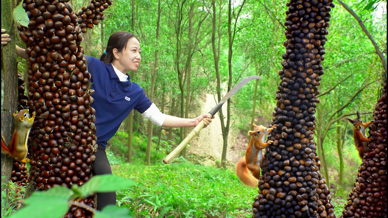 Harvesting Chestnuts in the Forest and Selling Them at the Market ...