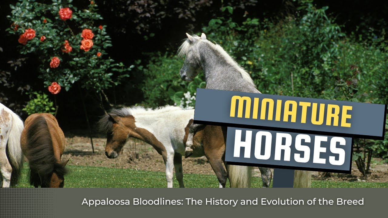 Miniature Horse | Equestrian Farm Breeding New York United States # ...