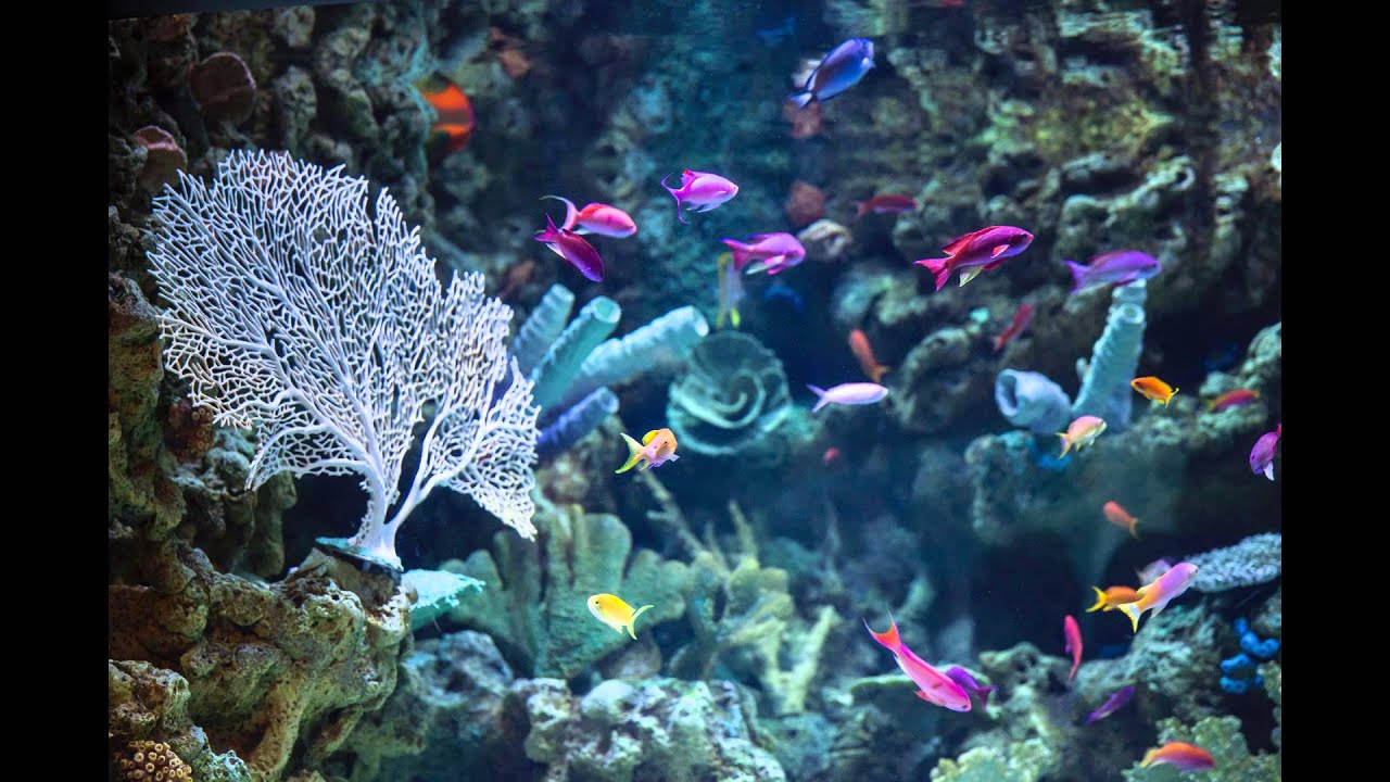 Sea Creature Slideshow - YouTube