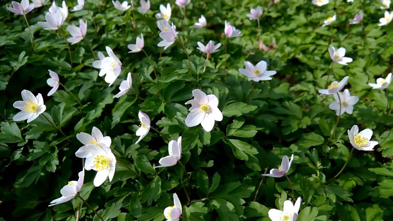 Anemoner i skoven, Dyrehaven 2018 - YouTube