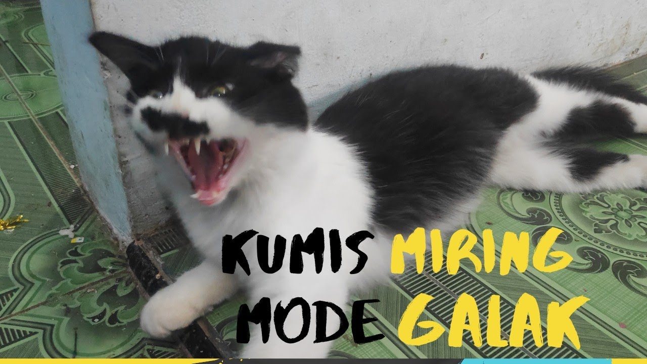 kucing kumis miring, masih suka bermain - YouTube