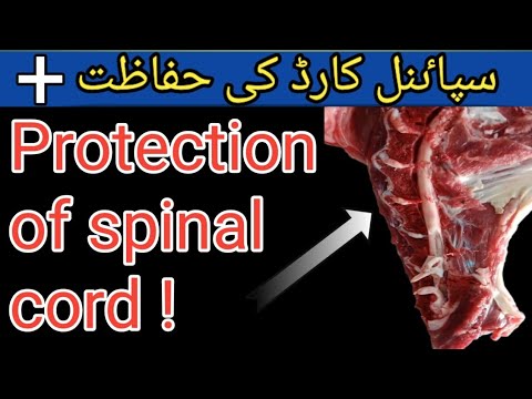 Protection of spinal cord|Structure of spine/Vertebral column - YouTube