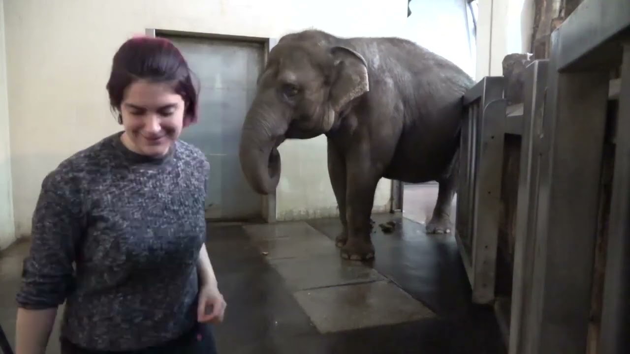 Elefant har lärt sig att skala bananer. Skalar bara de gulbruna ...