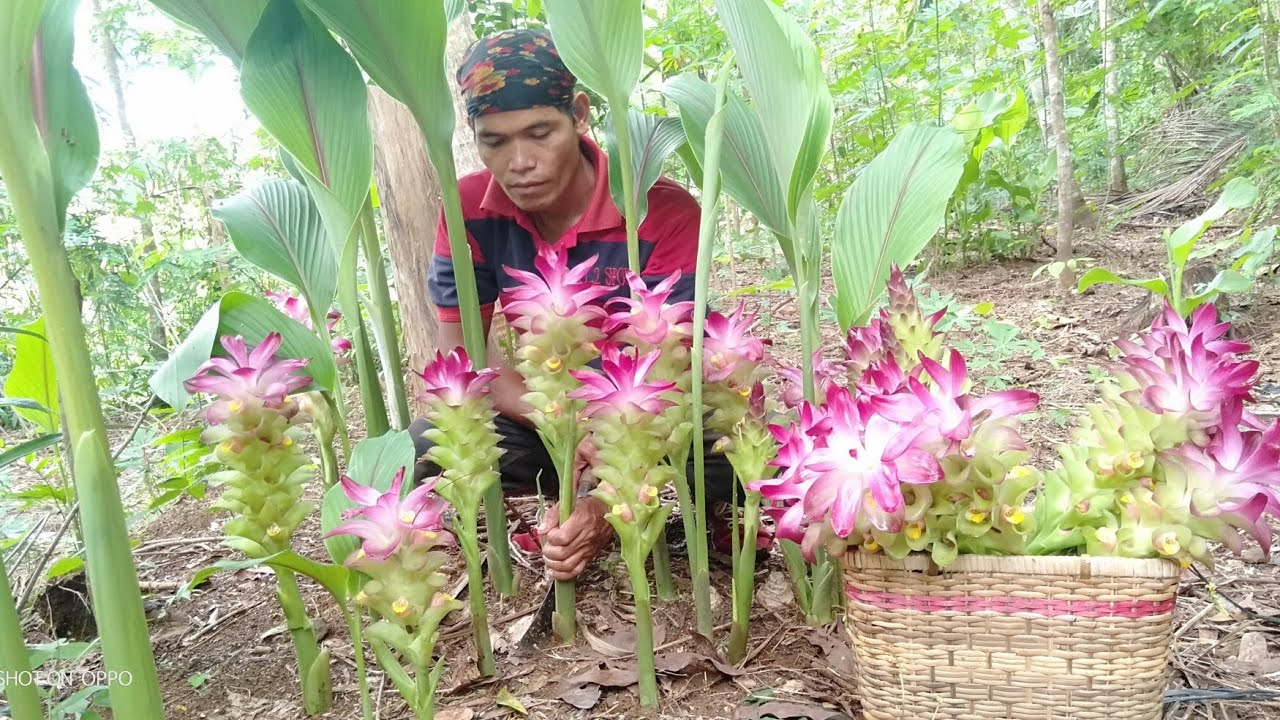 Petik satu keranjang penuh bunga temu ireng - YouTube