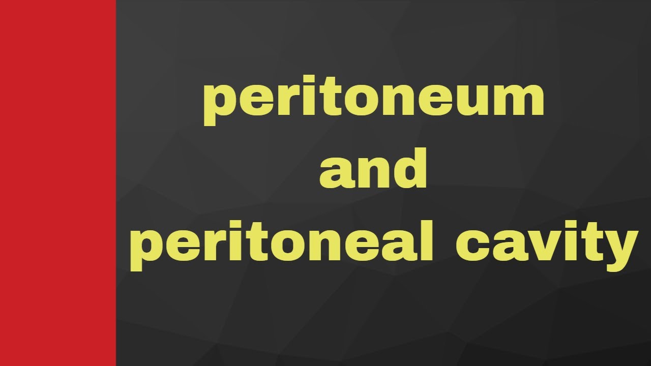 Peritoneal cavity - basic anatomy of peritoneum (with notes) - YouTube
