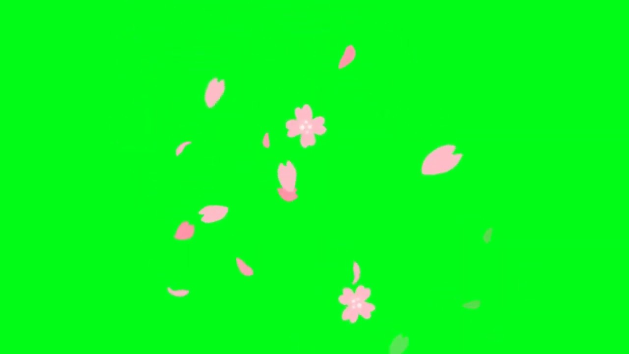 Green screen bunga sakura tertiup angin mentahan vidio terbaru - YouTube