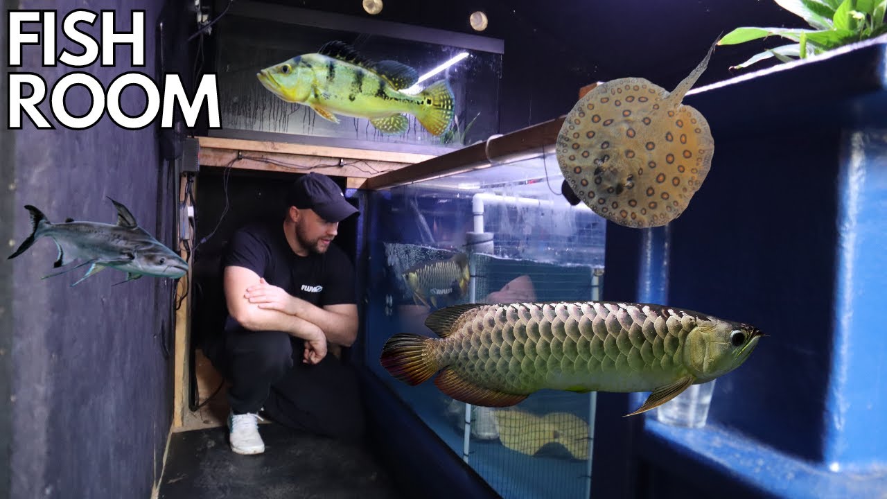 MONSTER fish pond IN a SHED - YouTube