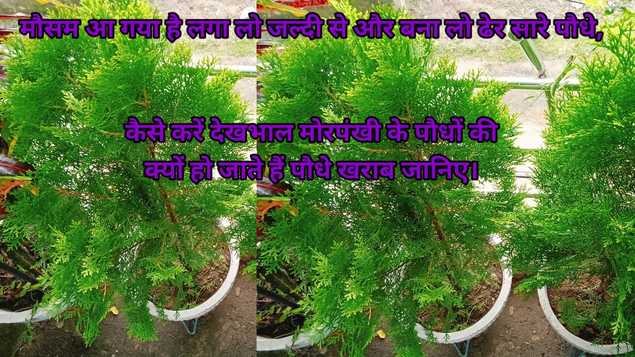 Morpankhi Plant Care/Thuja/How to Grow Morpankhi plant. - YouTube