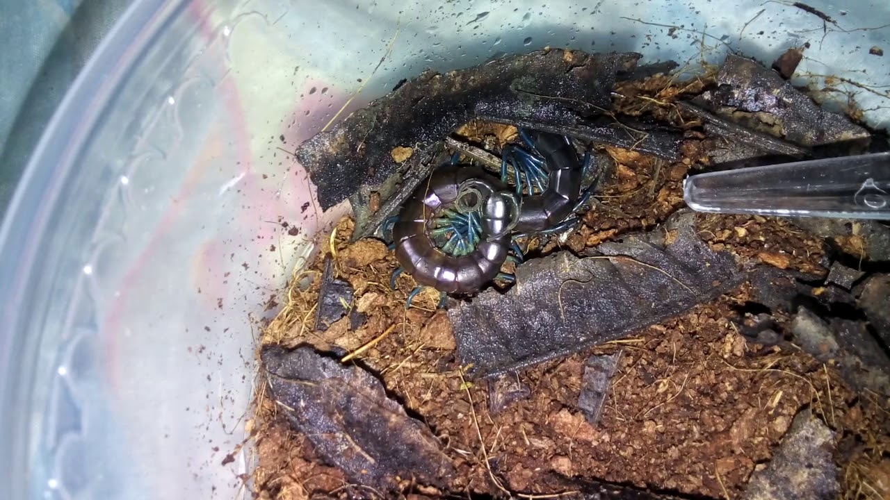 Cienpies de patas azules(akymnopellis sp.) - YouTube