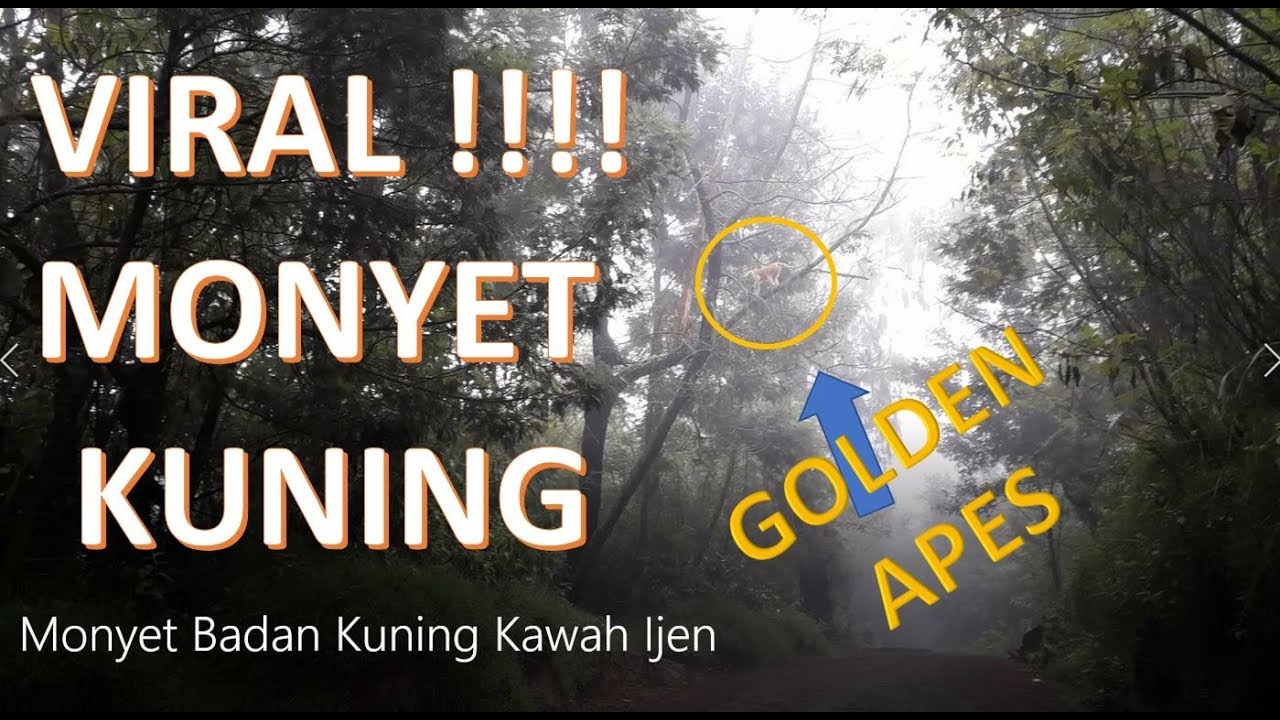 Monyet Badan Kuning Kawah Ijen - YouTube