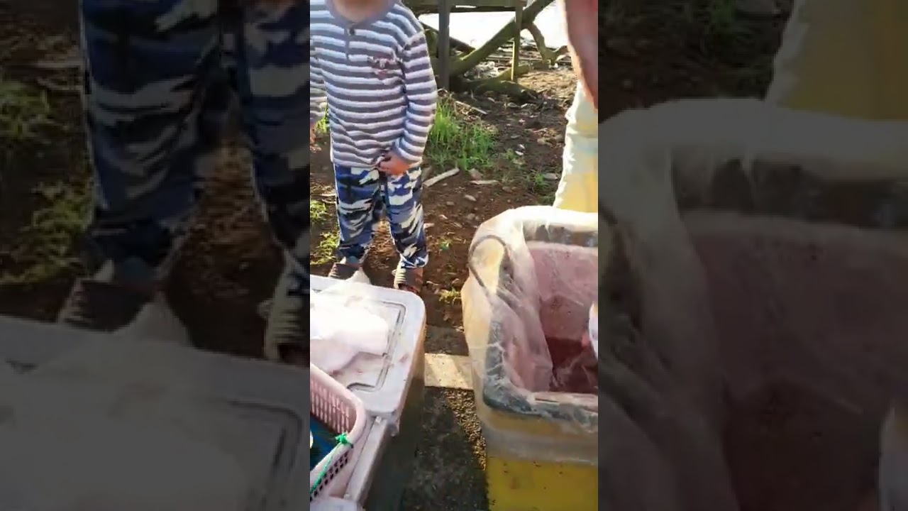 FISH na Don Pilas Sibrabg mura #short - YouTube