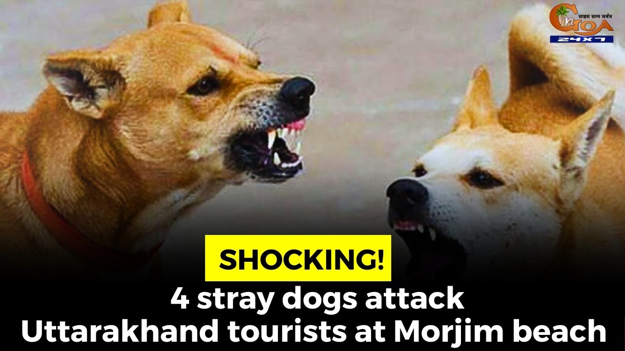 #shocking 4 stray dogs attack Uttarakhand tourists at Morjim beach ...