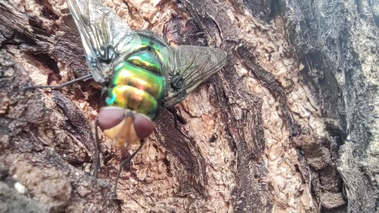 Common Green Bottle Fly - Giant Green Fly - YouTube