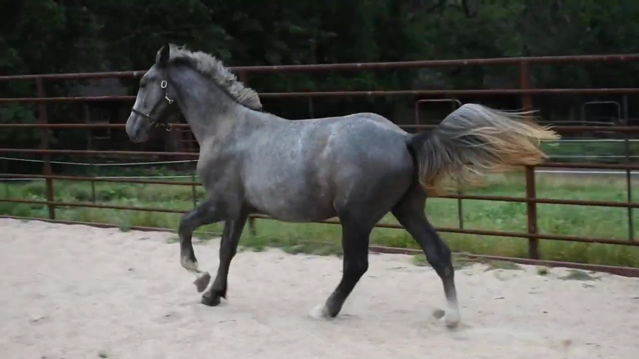 Irish Draught Colt Mr Blue Sky - YouTube