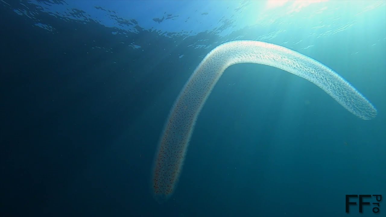 Pyrosome / Diving Tenerife - OCEANCANARIES - YouTube
