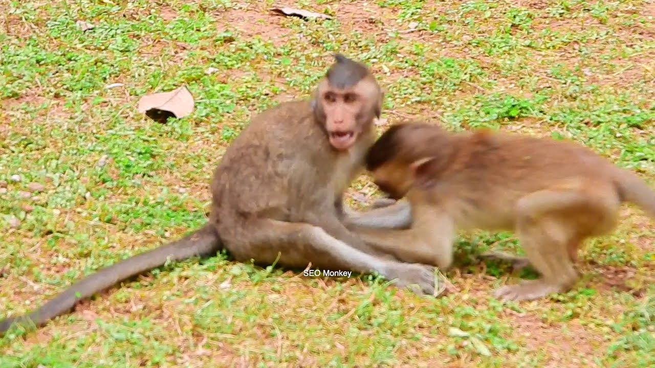 Natural life of mini babies monkeys, look the new style of group baby ...