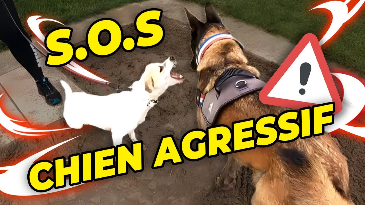 SOS CHIEN AGRESSIF / CRAINTIF - LA MÉTHODE GUN - YouTube